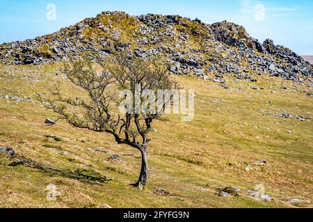 The sharp rocky ridge of Leather Tor resembles a huge dorsal fin rising ...