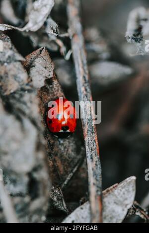 shot of dry leaves and a beautiful ladybug with autumn background Stock ...