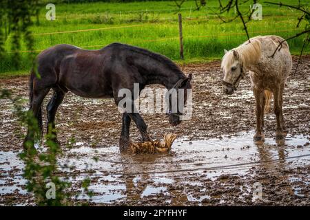 two horses play in the puddle Stock Photo - Alamy