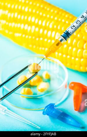 Genetically-modified maize. Petri dish containing sprouting genetically ...