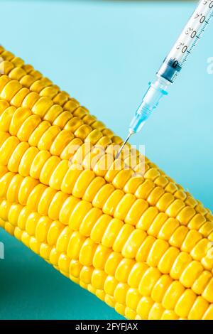 Genetically modified maize. Conceptual image of a maize (Zea mays) cob ...