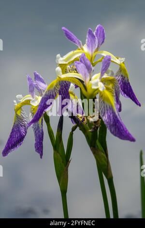 Background of purple flowers Irises Stock Photo - Alamy