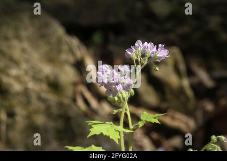 great waterleaf (Hydrophyllum appendiculatum Stock Photo - Alamy
