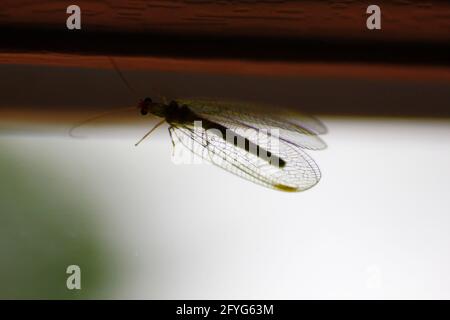 Mayfly Attached to a Glass Window Stock Photo - Alamy