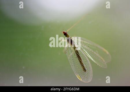Mayfly Attached to a Glass Window Stock Photo - Alamy