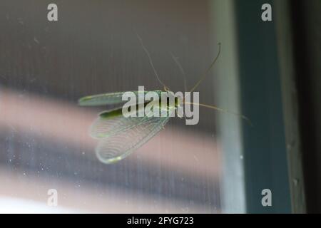 Mayfly Attached to a Glass Window Stock Photo - Alamy