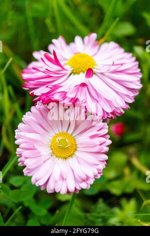 The cute pink daisy (Bellis perennis) flowers Stock Photo - Alamy