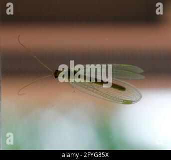 Mayfly Attached to a Glass Window Stock Photo - Alamy