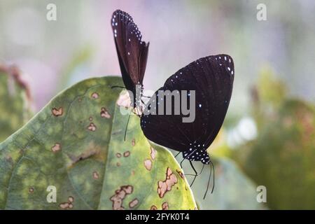 The Blue-banded Butterfly or Blue-banded King Crow Butterfly, Euploea ...