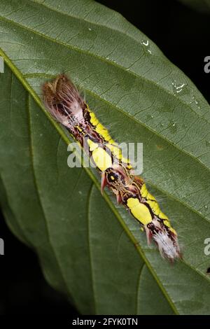 The caterpillar or larva of the Common Blue Morpho Butterfly, Morpho ...