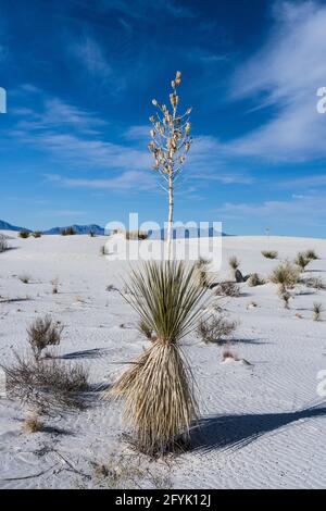 Soaptree yucca, Yucca elata, with dried flower stalks and seed pods in ...