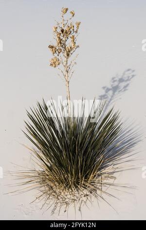 A soaptree yucca with a dried flower stalk and seed pods in the dunes ...