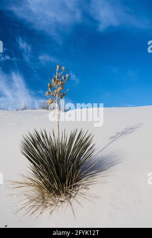Soaptree yucca with a dried flower stalk in the dunes of White Sands ...