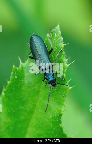 Closeup shot of thick legged flower beetle, Oedemera Nobilis insect ...