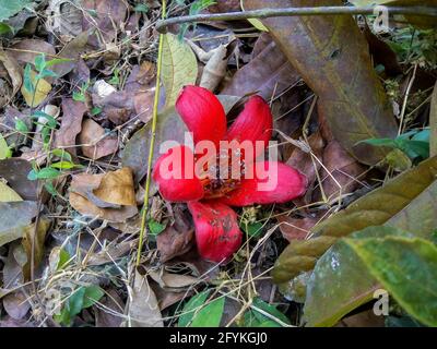Leaf of Bombax ceiba tree with blue sky background Stock Photo - Alamy