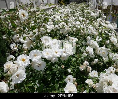 Cypress, California, USA 27th May 2021 A general view of atmosphere of ...