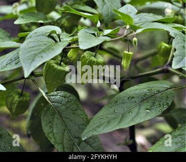 Groundcherries, Ground Cherries (Physalis Stock Photo - Alamy