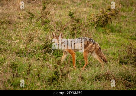 Black-Backed Jackal (Lupulella mesomelas Stock Photo - Alamy