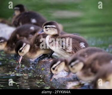 A new born Wood Duck, Aix sponsa, shakes off water from its duvet while ...