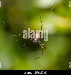 At Nudgee Beach Wetlands Boardwalk Stock Photo - Alamy