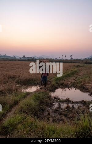 A farmer carries a stack of rice crops after harvest. Heading home ...