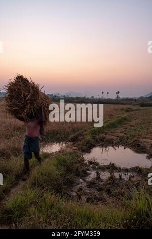 A farmer carries a stack of rice crops after harvest. Heading home ...