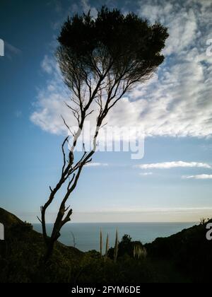 Manuka tree on coastal hill Stock Photo - Alamy