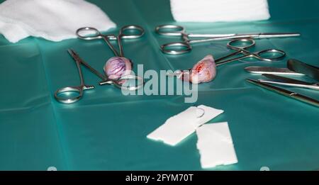 A pair of removed Canine testicles on medical tray during sterilization ...