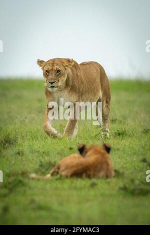 Cub lies watching lioness crossing grass Stock Photo - Alamy
