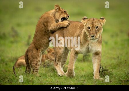 Young lioness standing on her hind legs and patting her front paws on ...
