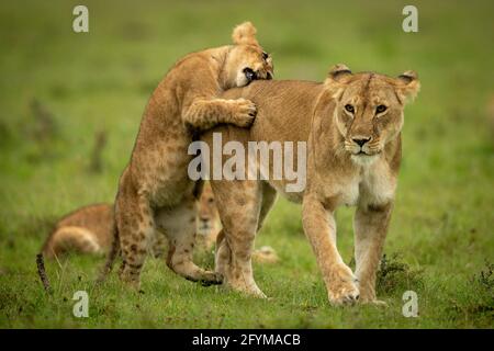 Young lioness standing on her hind legs and patting her front paws on ...