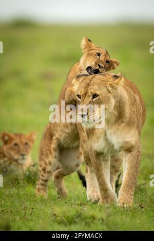 Young lioness standing on her hind legs and patting her front paws on ...
