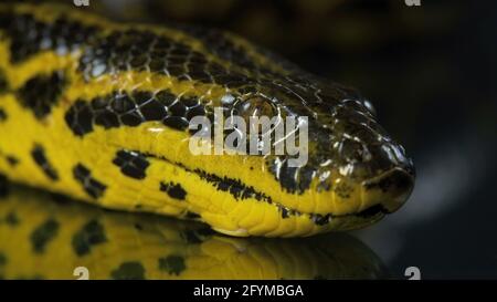 Closeup shooting of boa anaconda with head Stock Photo - Alamy