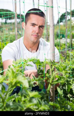 Male supervising growth of tomatoes plants in garden Stock Photo - Alamy