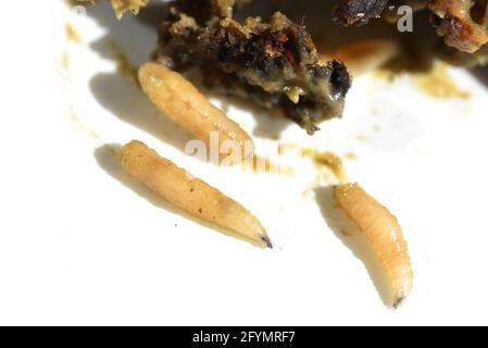 Maggots decomposing meat Stock Photo - Alamy