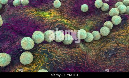 Group A streptococcus bacteria. STREP A Streptococcus pyogenes is a ...