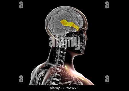 Brain with highlighted middle temporal gyrus, illustration Stock Photo ...