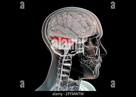 Human brain with highlighted temporal gyri, illustration Stock Photo ...