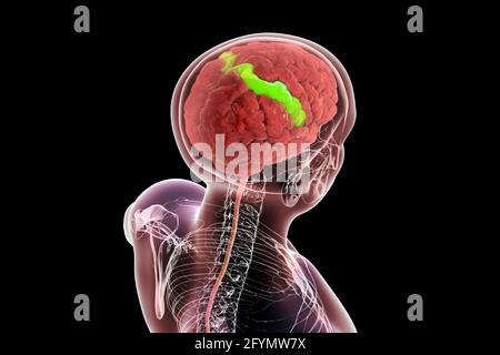 Human brain with highlighted postcentral gyrus, illustration Stock ...