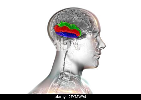 Brain with highlighted middle temporal gyrus, illustration Stock Photo ...