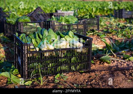 Ripe mangold in boxes on a farm field. Harvesting Stock Photo - Alamy