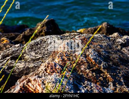 beautiful sea landscape, closeup of stone on the beach, sea coast with ...