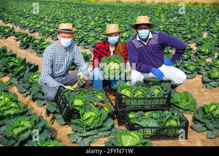 Group of agricultural workers wearing protective face masks working on ...