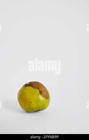 Rotten lime with mold. Spoiled citrus packaging Stock Photo - Alamy