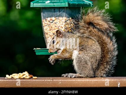 Garden Squirrel nibbles away at peanuts on the deck Stock Photo - Alamy
