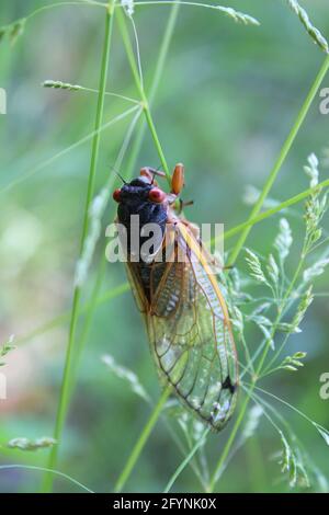 Red eyed periodical 17 year cicada emerging from its exoskeleton Stock ...
