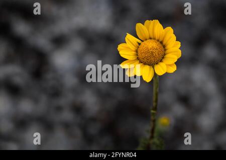 Blurred cement background, selective focus, abstract grey outdoor ...