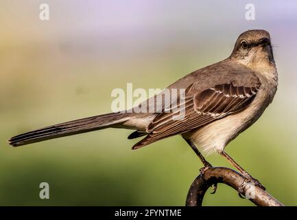 Northern Mockingbird poses on a high perch Stock Photo - Alamy