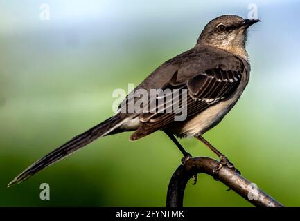 Northern Mockingbird poses on a high perch Stock Photo - Alamy
