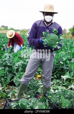 Man farmer with knife in mask picking fresh organic broccoli Stock ...